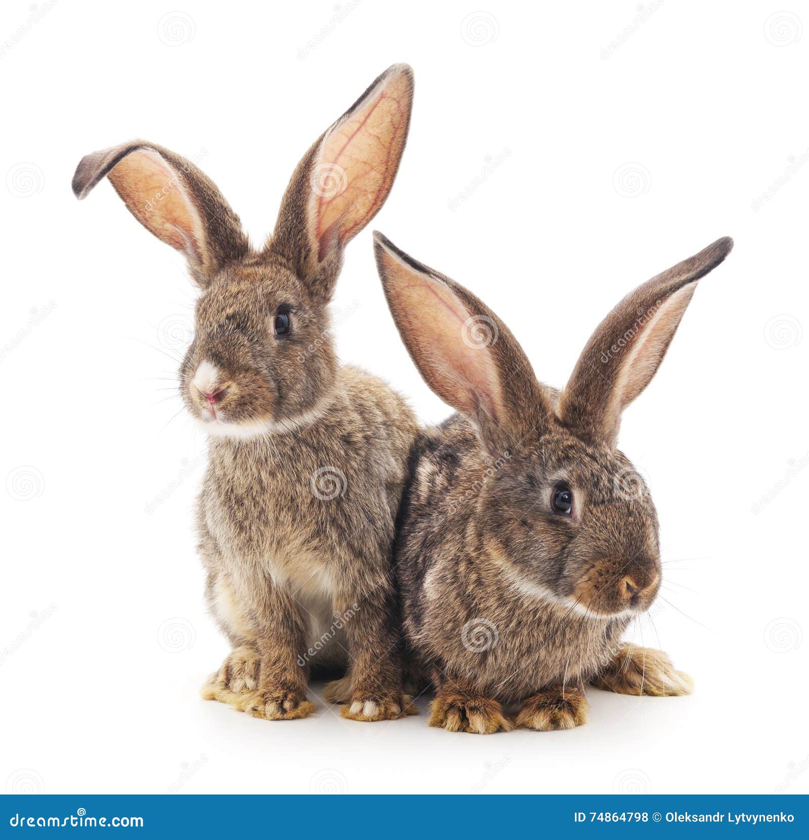 Baby Rabbits. Raising & Breeding Rabbits On The Farm In The Wooden Cage ...