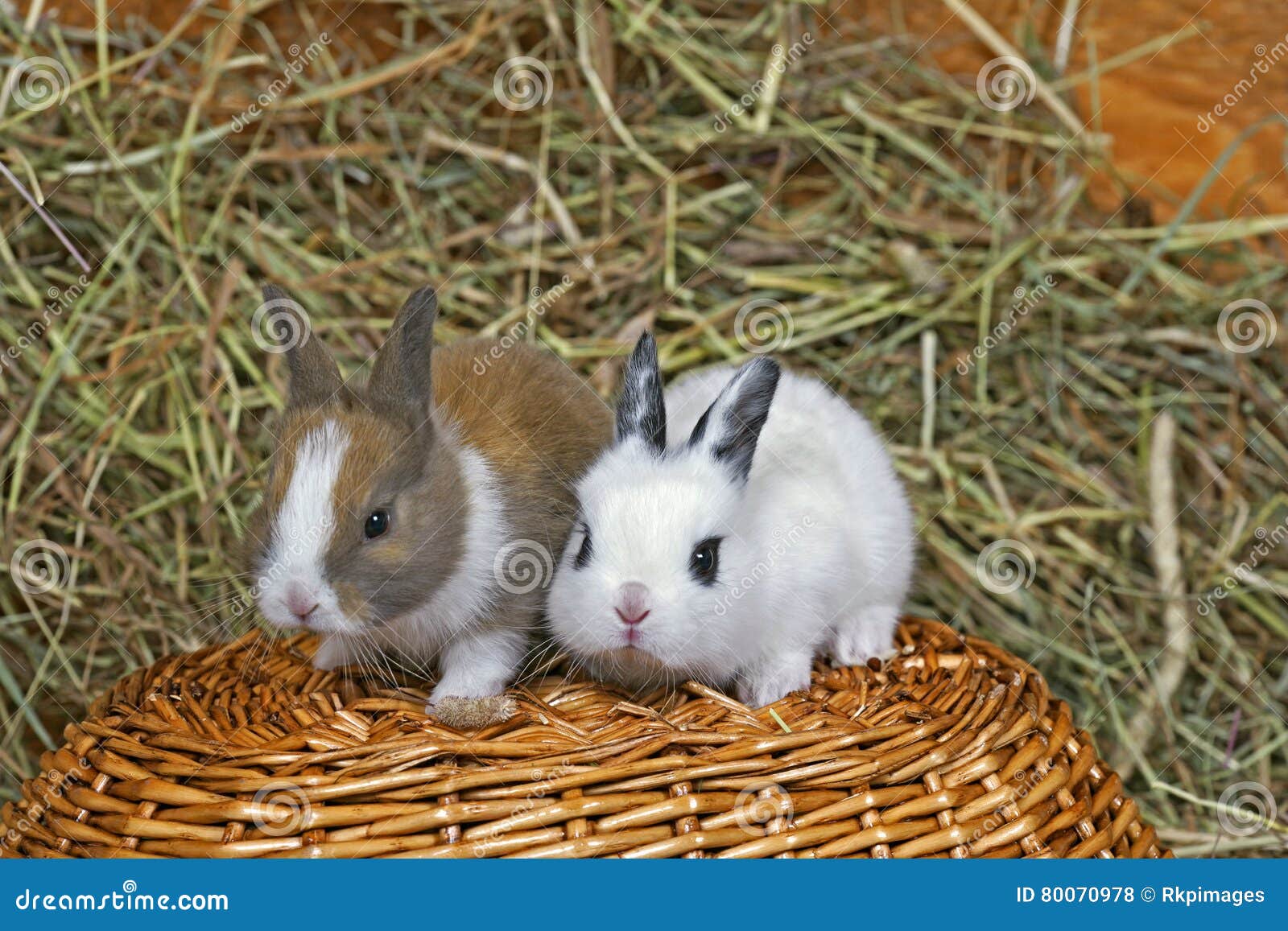 Baby Rabbits stock photo. Image of mammals, inside, rabbit - 80070978