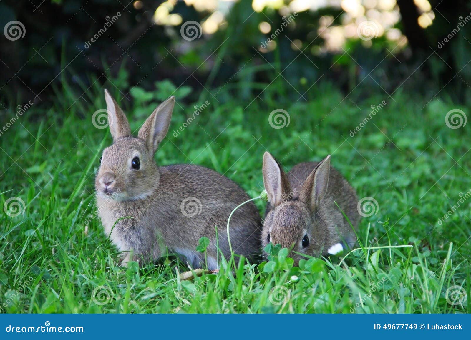 Baby rabbits in grass stock image. Image of wild, grass - 49677749