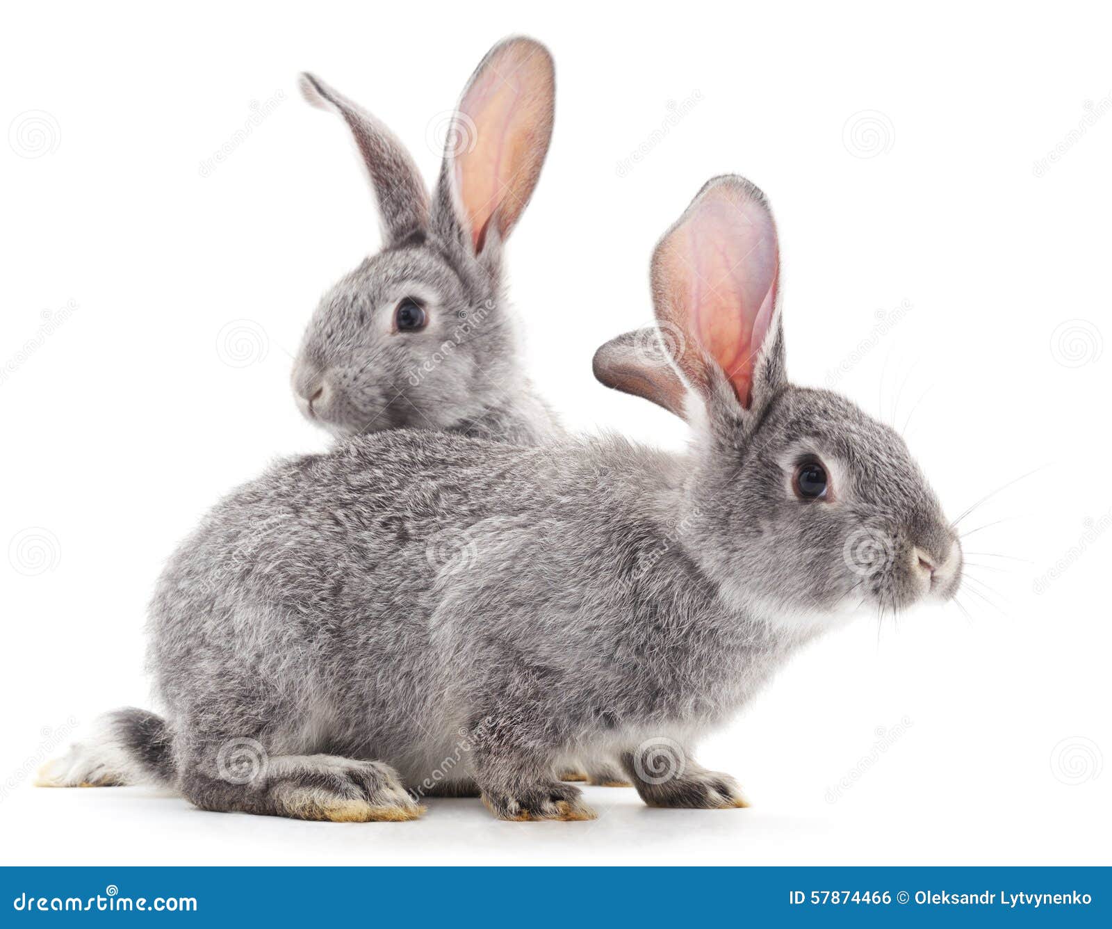 Two Baby Rabbits Stock Photography | CartoonDealer.com #23423450