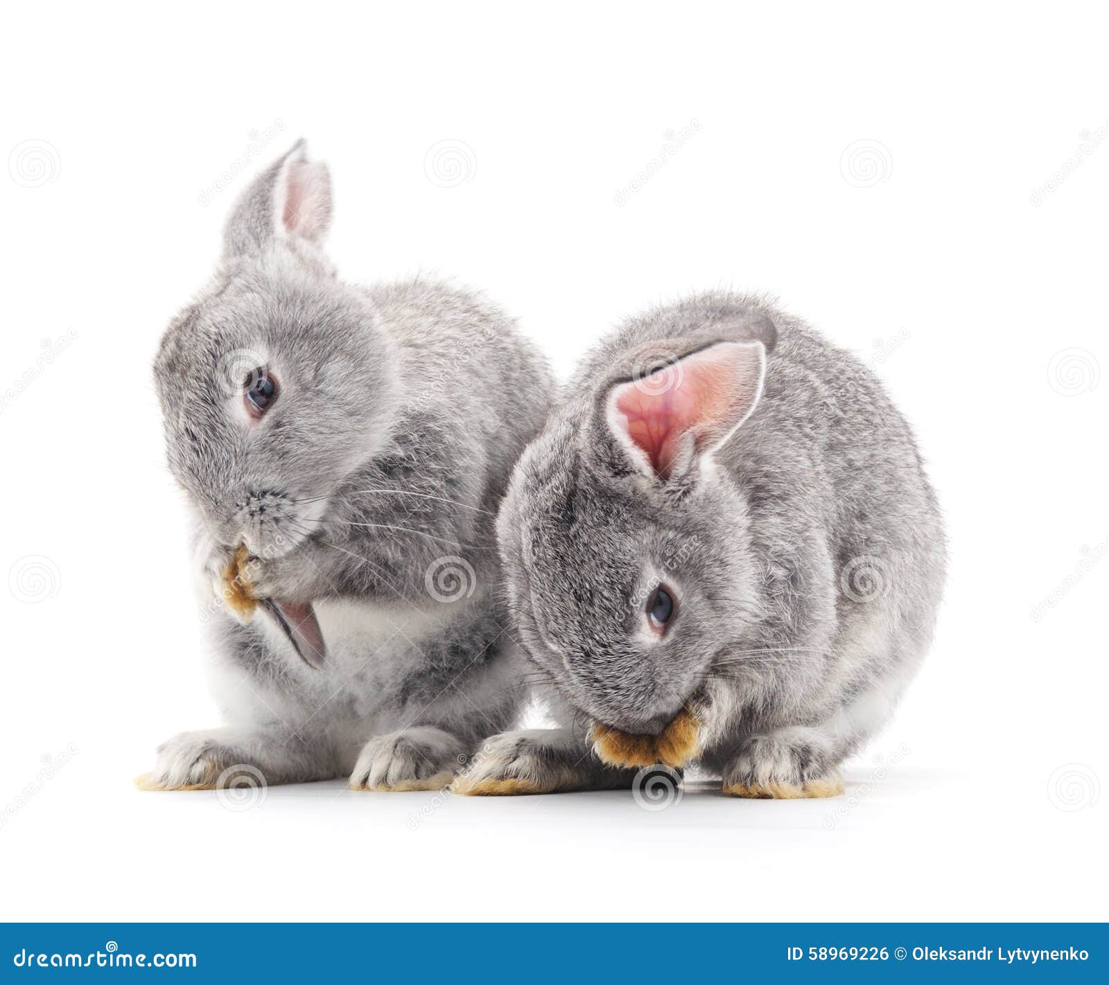 Baby Rabbits. Raising & Breeding Rabbits On The Farm In The Wooden Cage ...