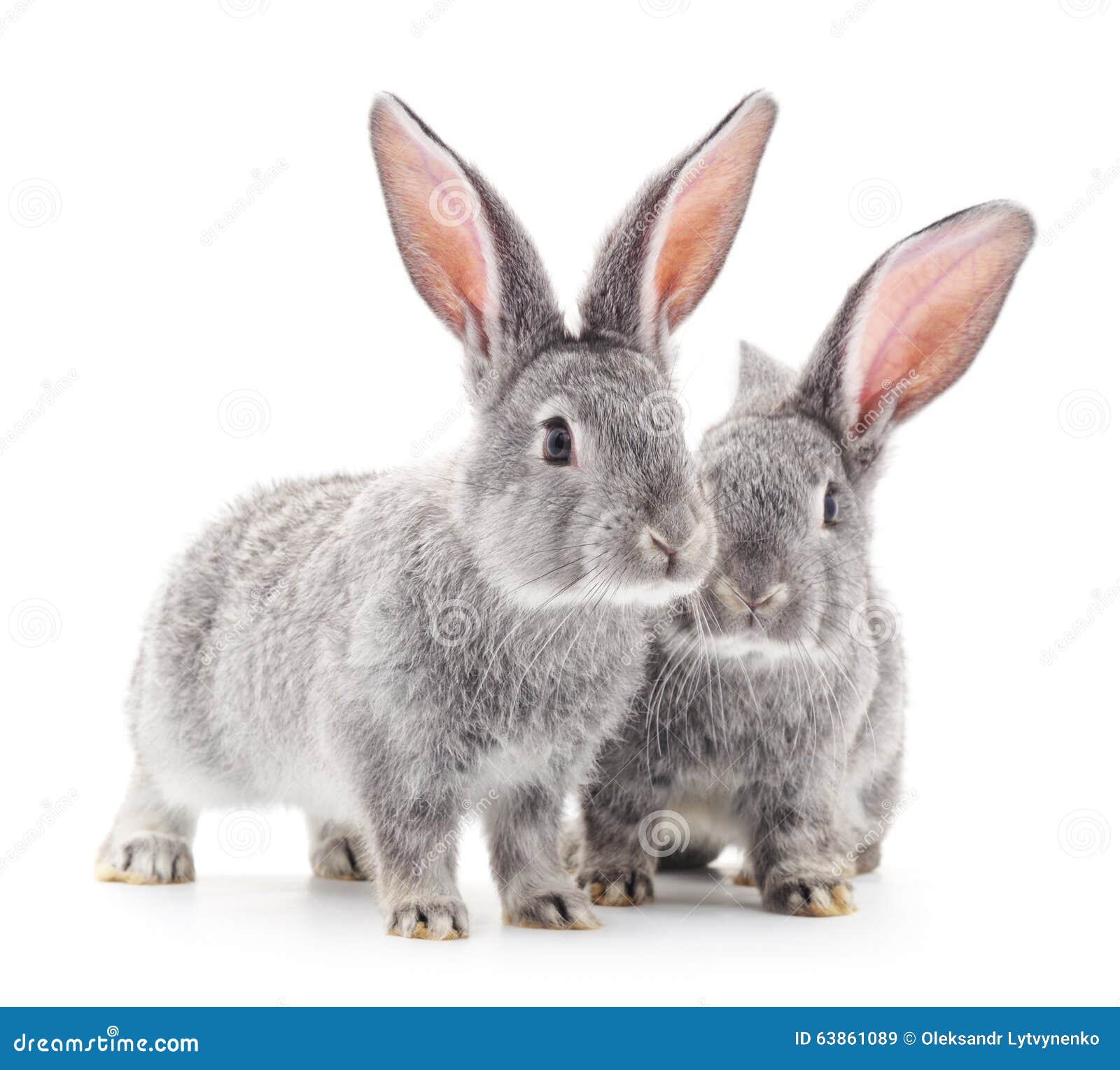 Baby Rabbits. Raising & Breeding Rabbits On The Farm In The Wooden Cage ...