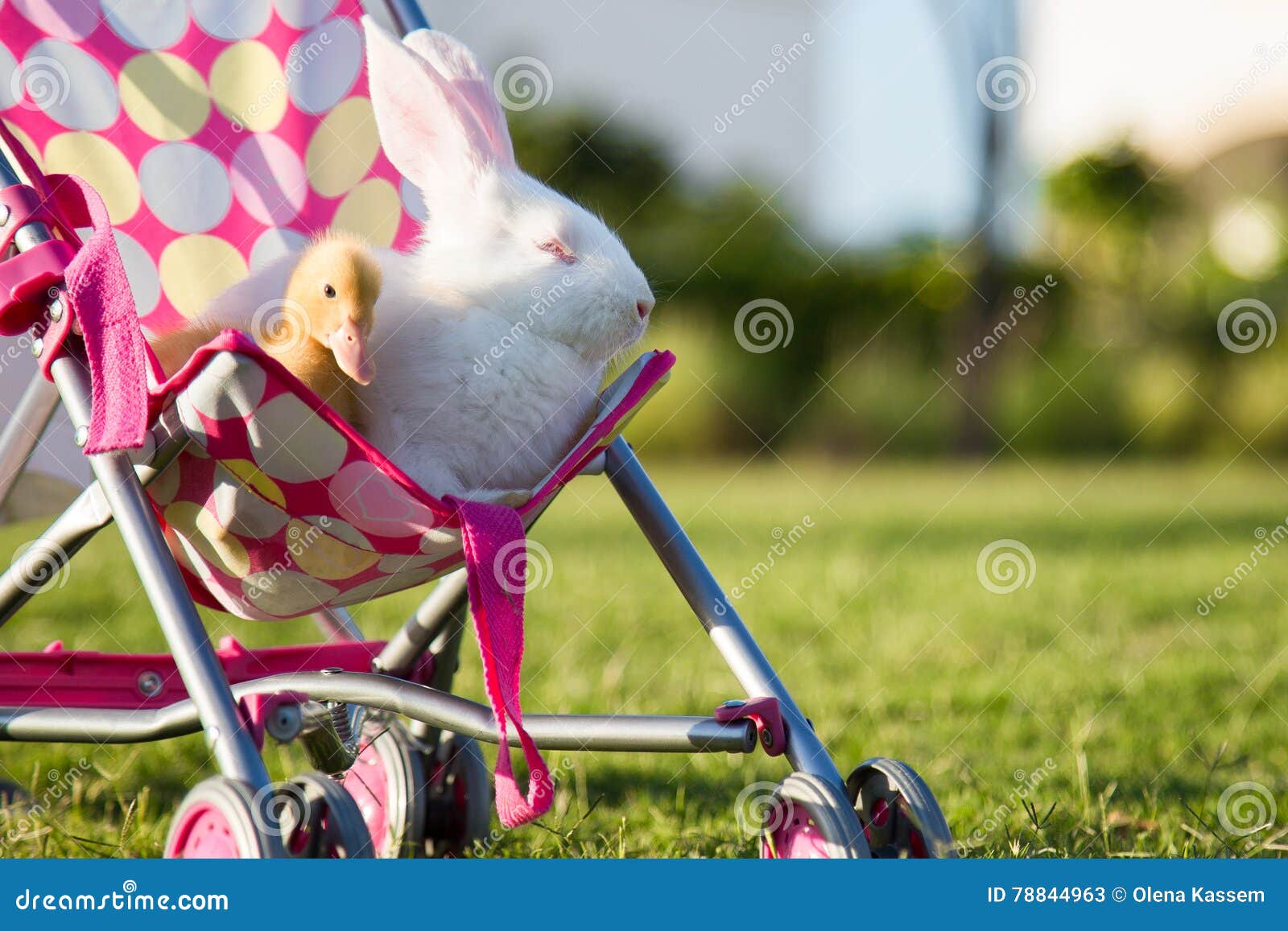 Baby Rabit & Duck stock image. Image of eating, duck - 78844963
