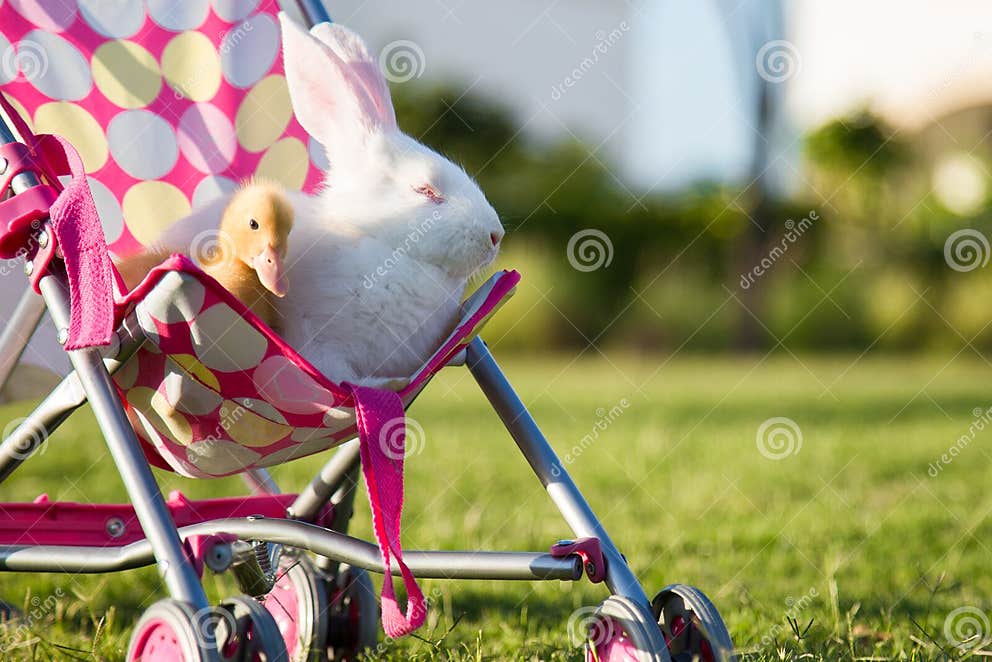 Baby Rabit & Duck stock image. Image of eating, duck - 78844963