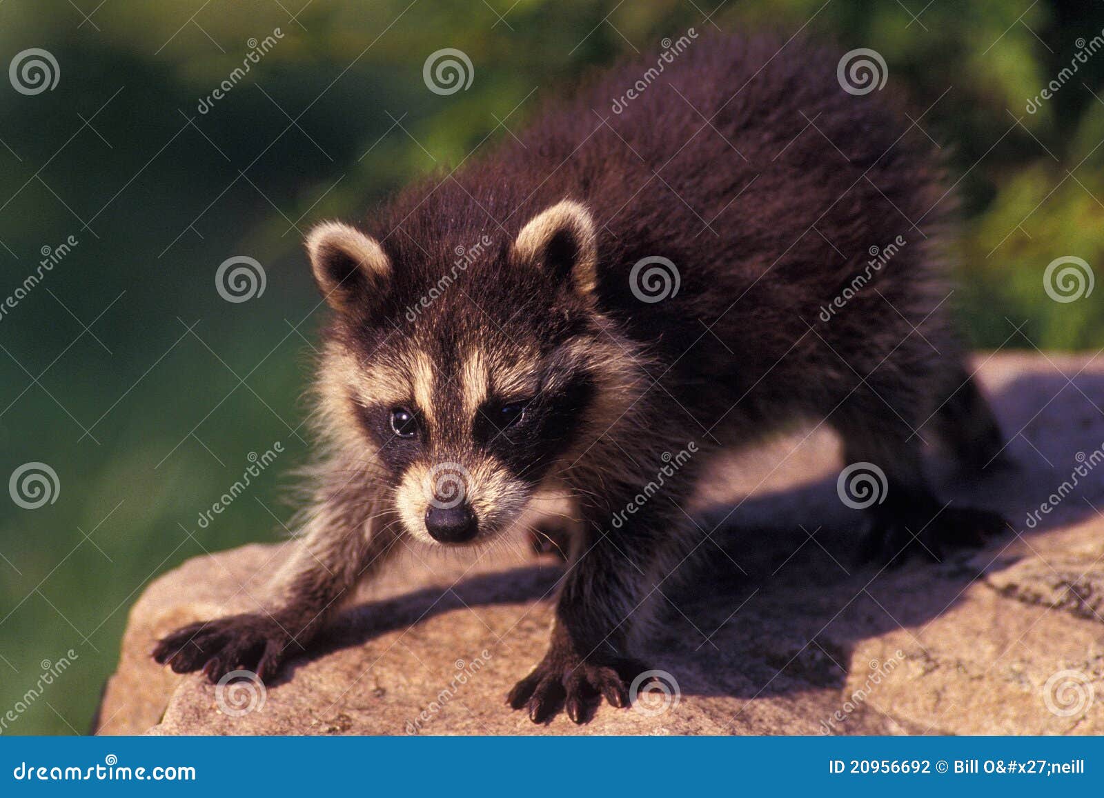 Baby Raccoon stock photo. Image of baby, wildlife, nature - 20956692