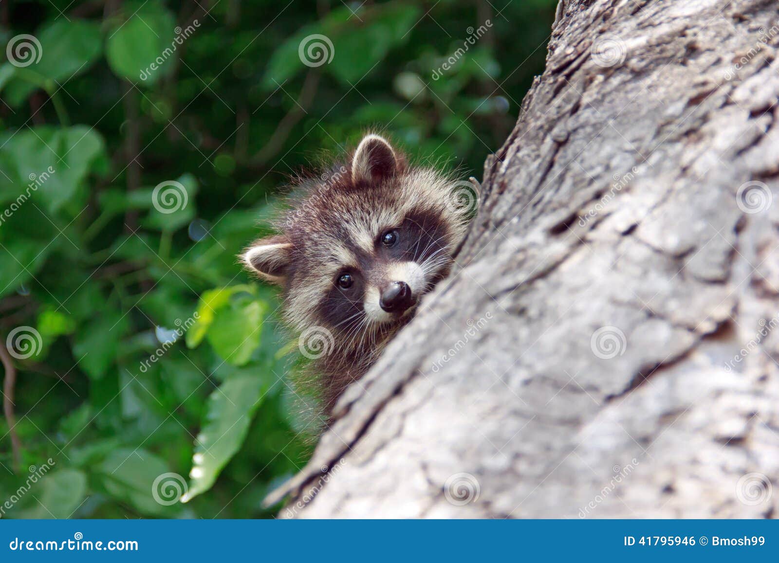 Baby Raccoon stock photo. Image of environment, looking - 41795946