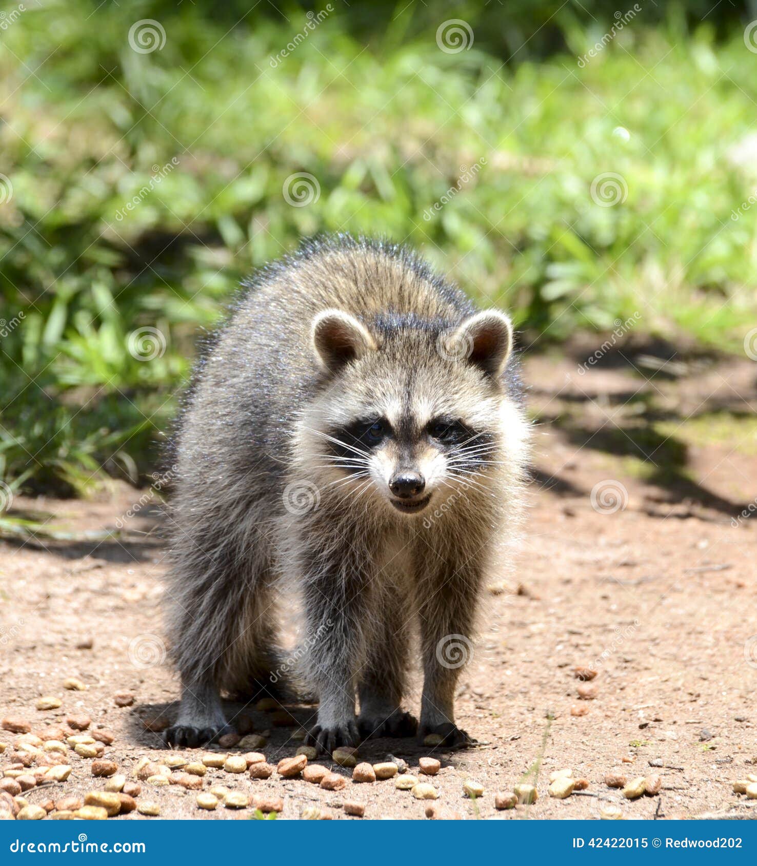 Baby Raccoon stock image. Image of fauna, mammal, summer - 42422015