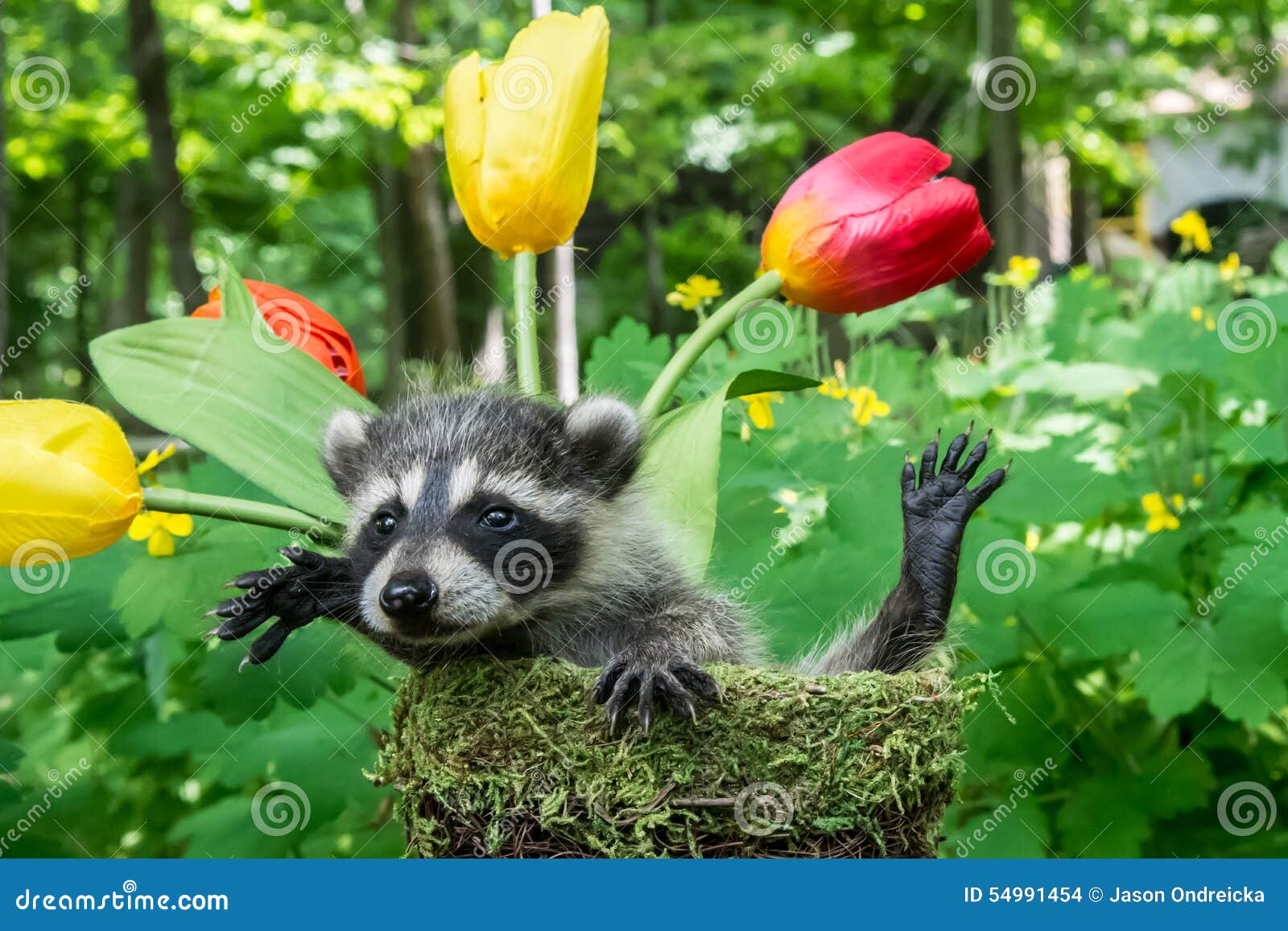 Baby Raccoon in a Flower Pot Stock Photo - Image of hands, fluffy: 54991454