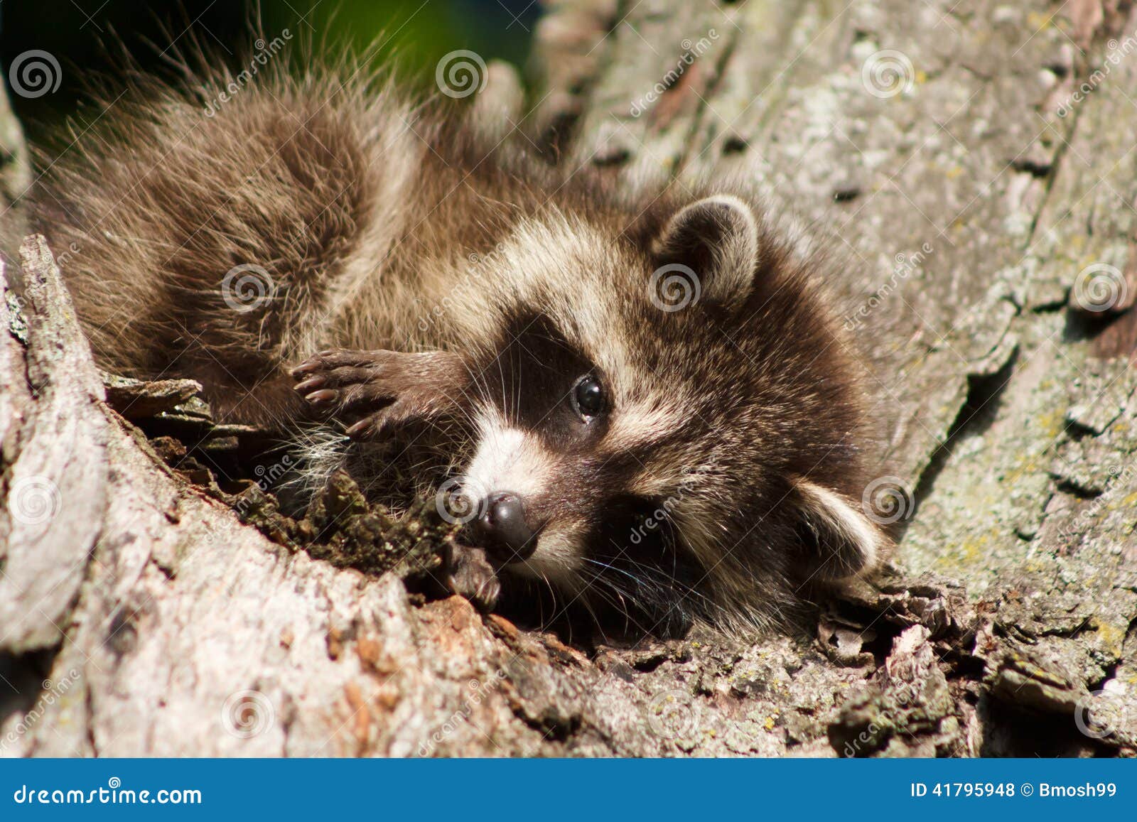 Baby Raccoon stock photo. Image of critter, environment - 41795948
