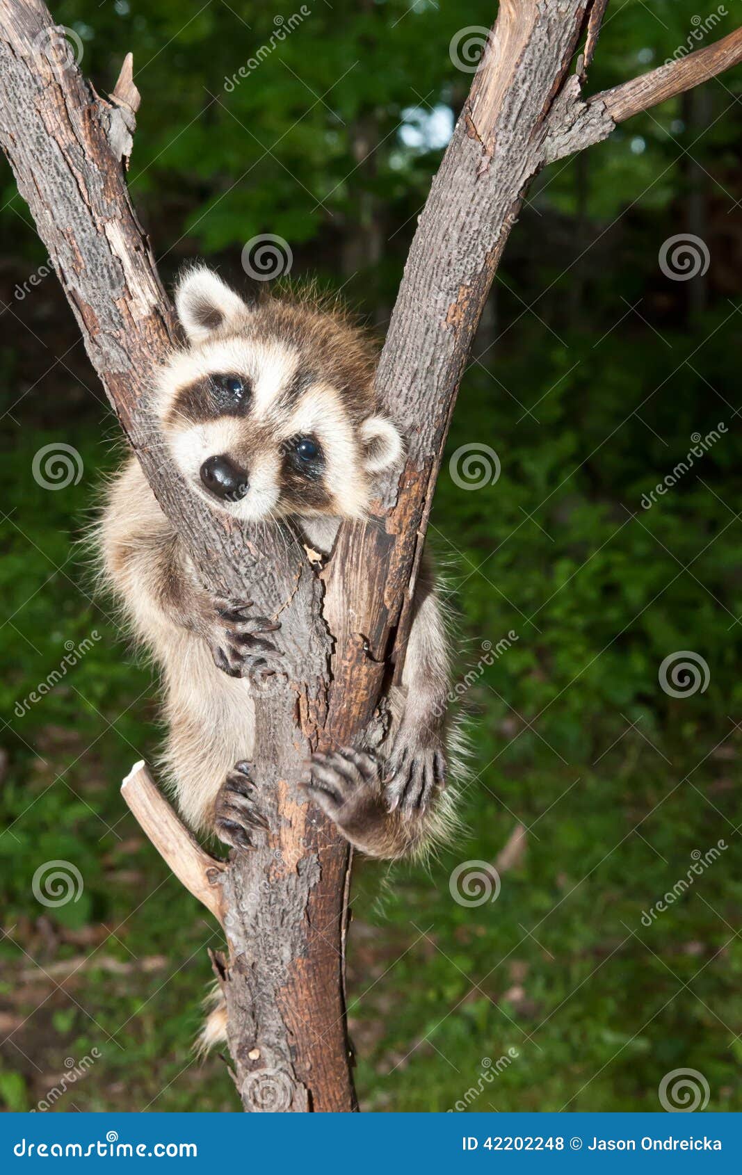 Baby Raccoon Learning To Climb. Stock Photo - Image of fluffy, amusing ...