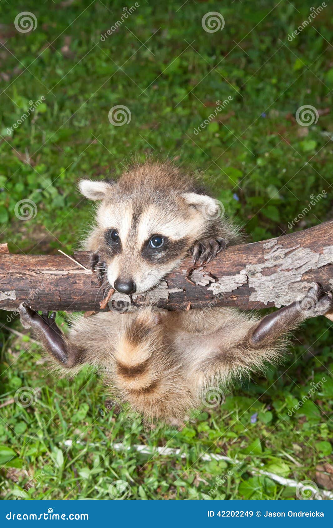 Baby Raccoon Learning To Climb. Stock Image - Image of hands, copyspace ...