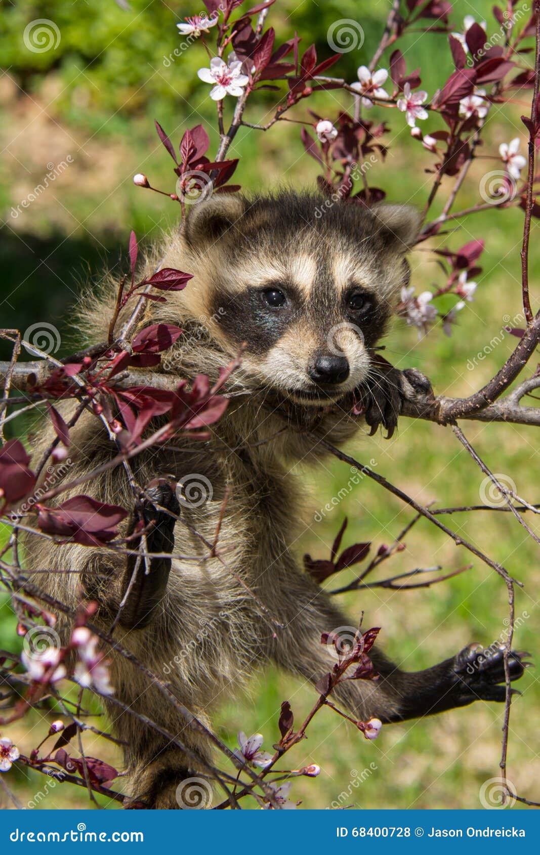 Baby Raccoon Learning To Climb. Stock Photo - Image of hands, curious ...