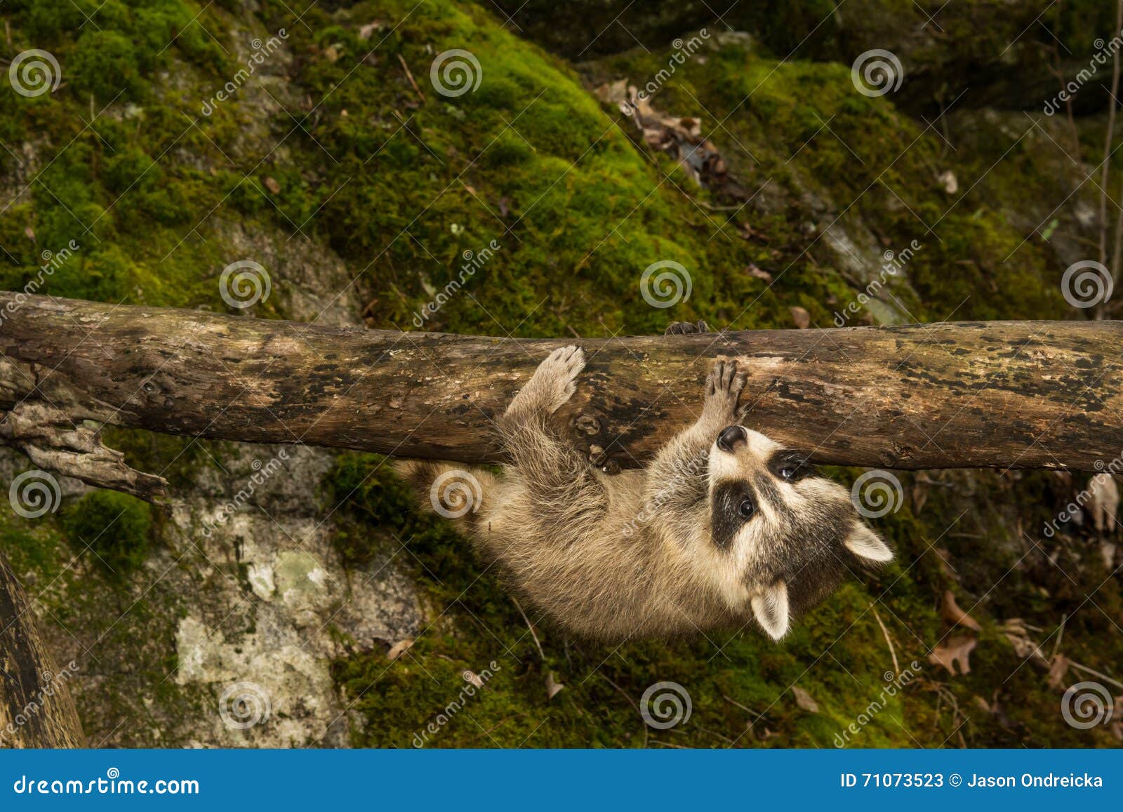 Baby Raccoon stock image. Image of environmental, connecticut - 71073523