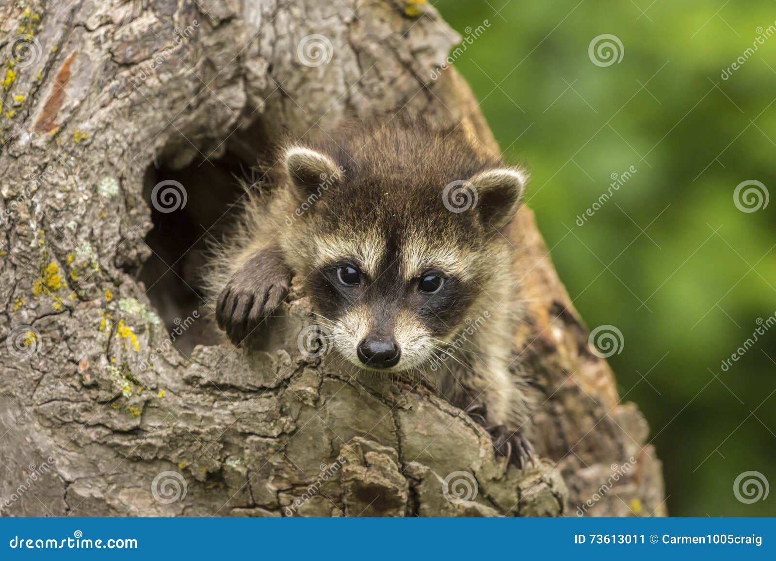 Baby Raccoon Peeking Out of a Hole in a Tree Stock Image - Image of ...