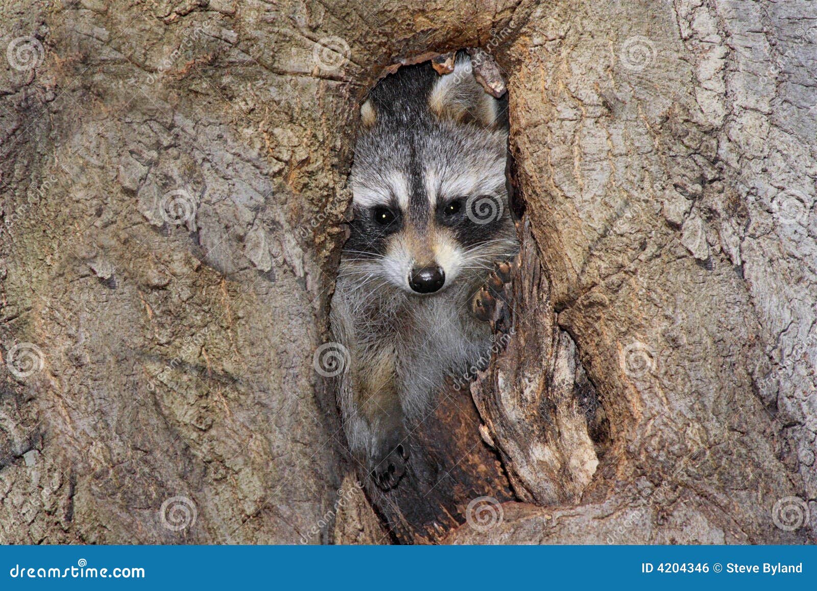 Raccoon, Procyon Lotor, Walking Around River In National Park Manuel ...