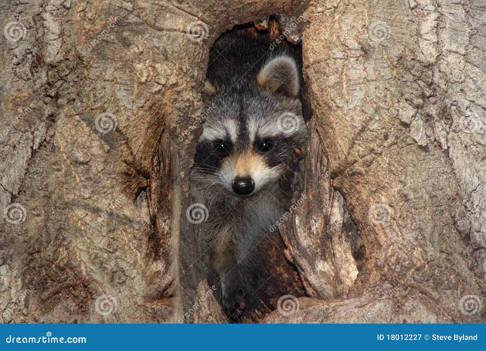 Baby Raccoon in a Tree stock image. Image of wild, cuddly - 18012227