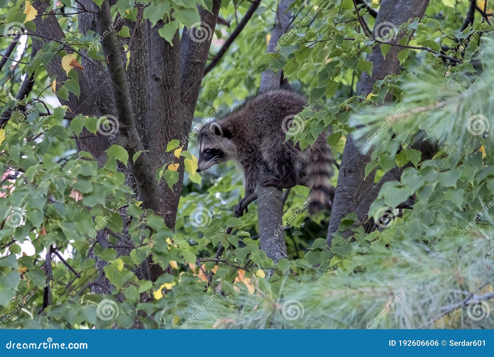 Baby raccoon stock photo. Image of wild, tree, outdoor - 192606606