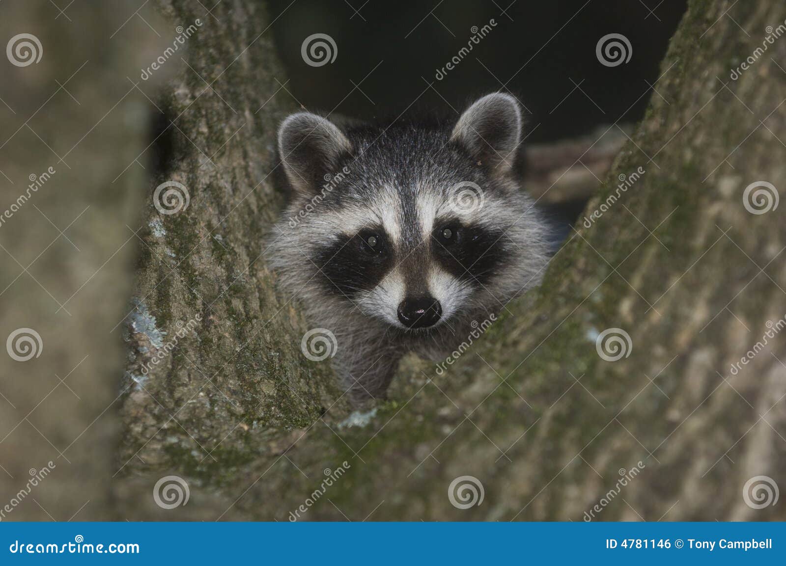 Baby raccoon in a tree stock photo. Image of fear, scared - 4781146