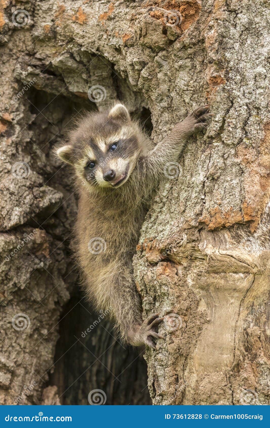 Baby Raccoon in a Tree stock photo. Image of climbing - 73612828