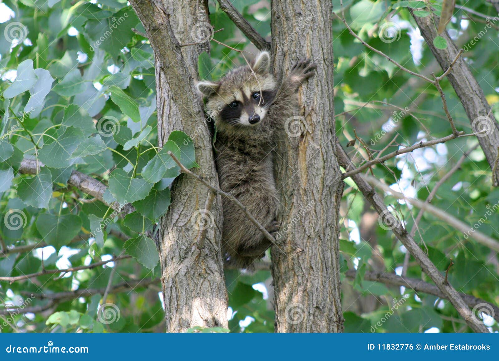 Baby Raccoon between Tree Trunks Stock Photo - Image of coon, black ...