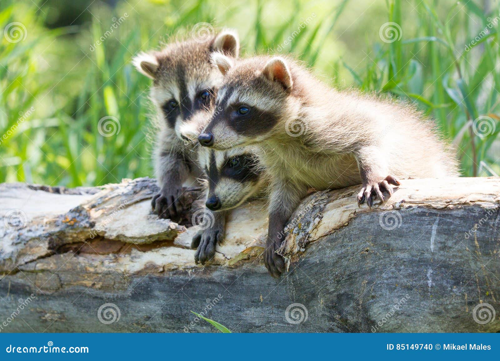 Baby raccoons stock photo. Image of damn, face, creek - 85149740
