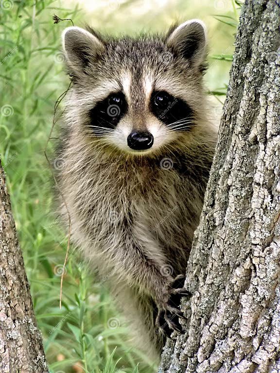 Baby Racoon stock image. Image of wild, canada, animal - 5169185