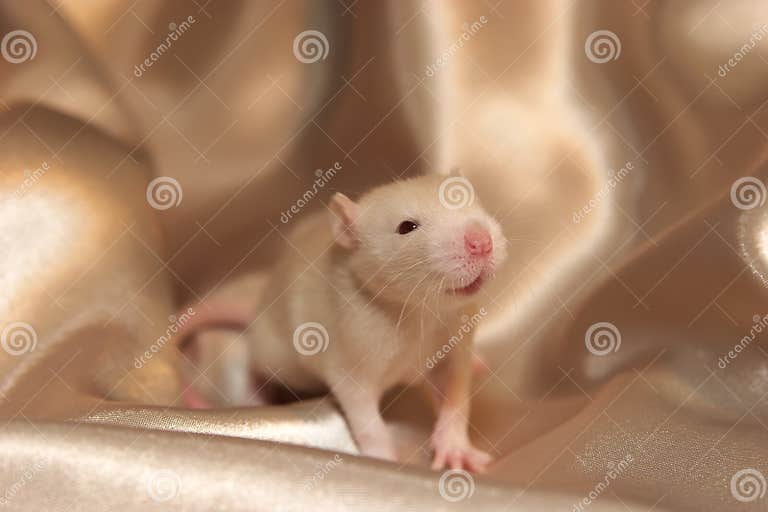 Baby rat stock photo. Image of small, mouse, looking - 19051138