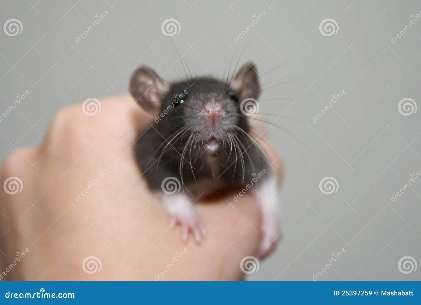 Baby rat stock image. Image of mammal, pets, healthcare - 25397259