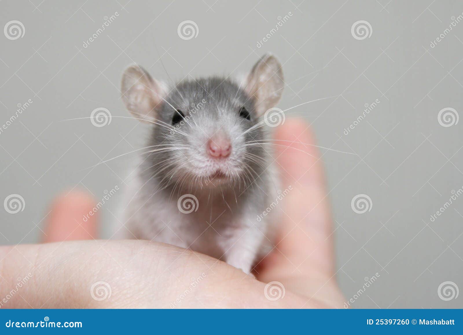 Baby rat stock photo. Image of animal, cute, research - 25397260