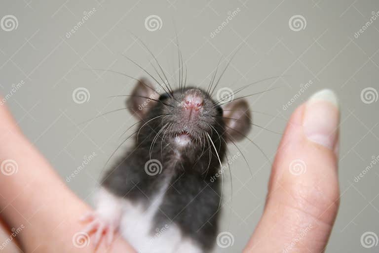 Baby rat stock photo. Image of human, mutation, exploration - 25426662