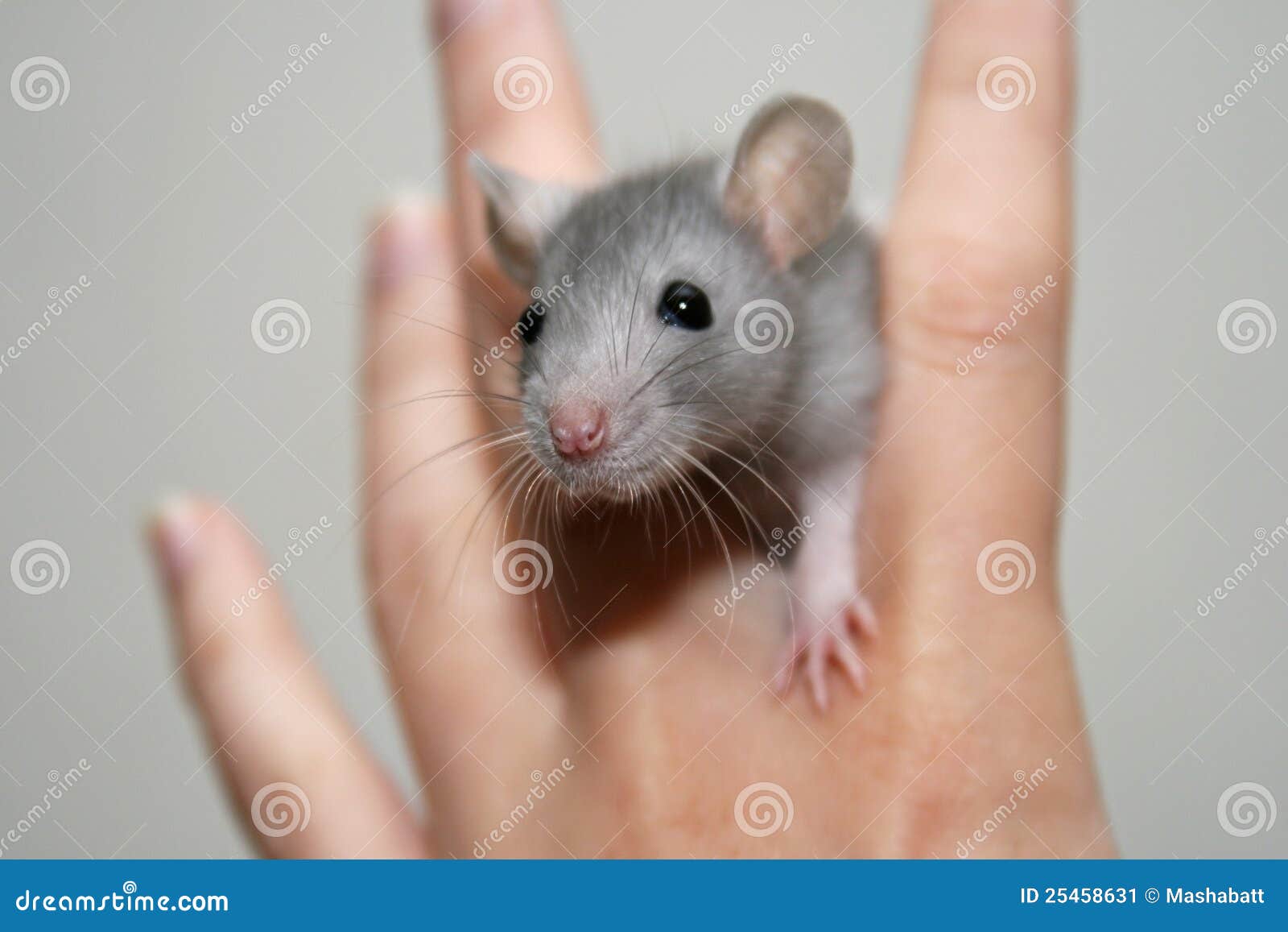 Baby rat stock image. Image of cute, discovery, close - 25458631
