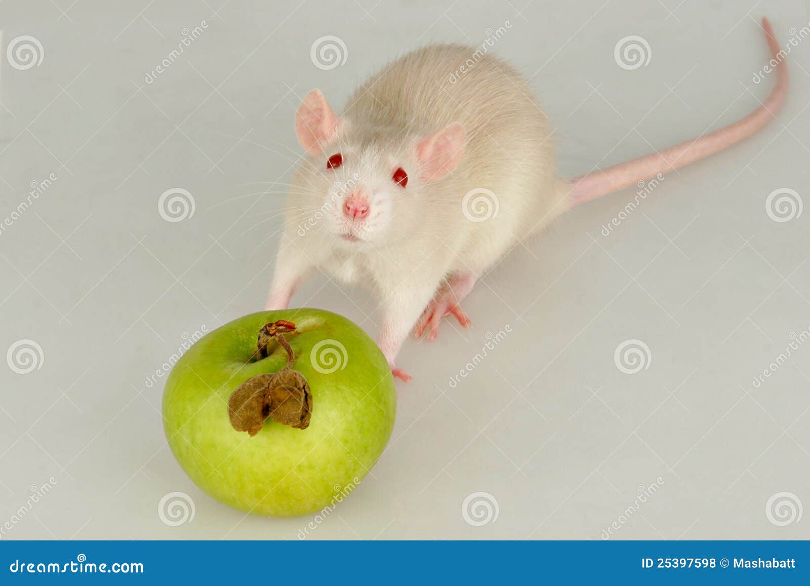 Baby rat with apple stock photo. Image of fear, mutation - 25397598