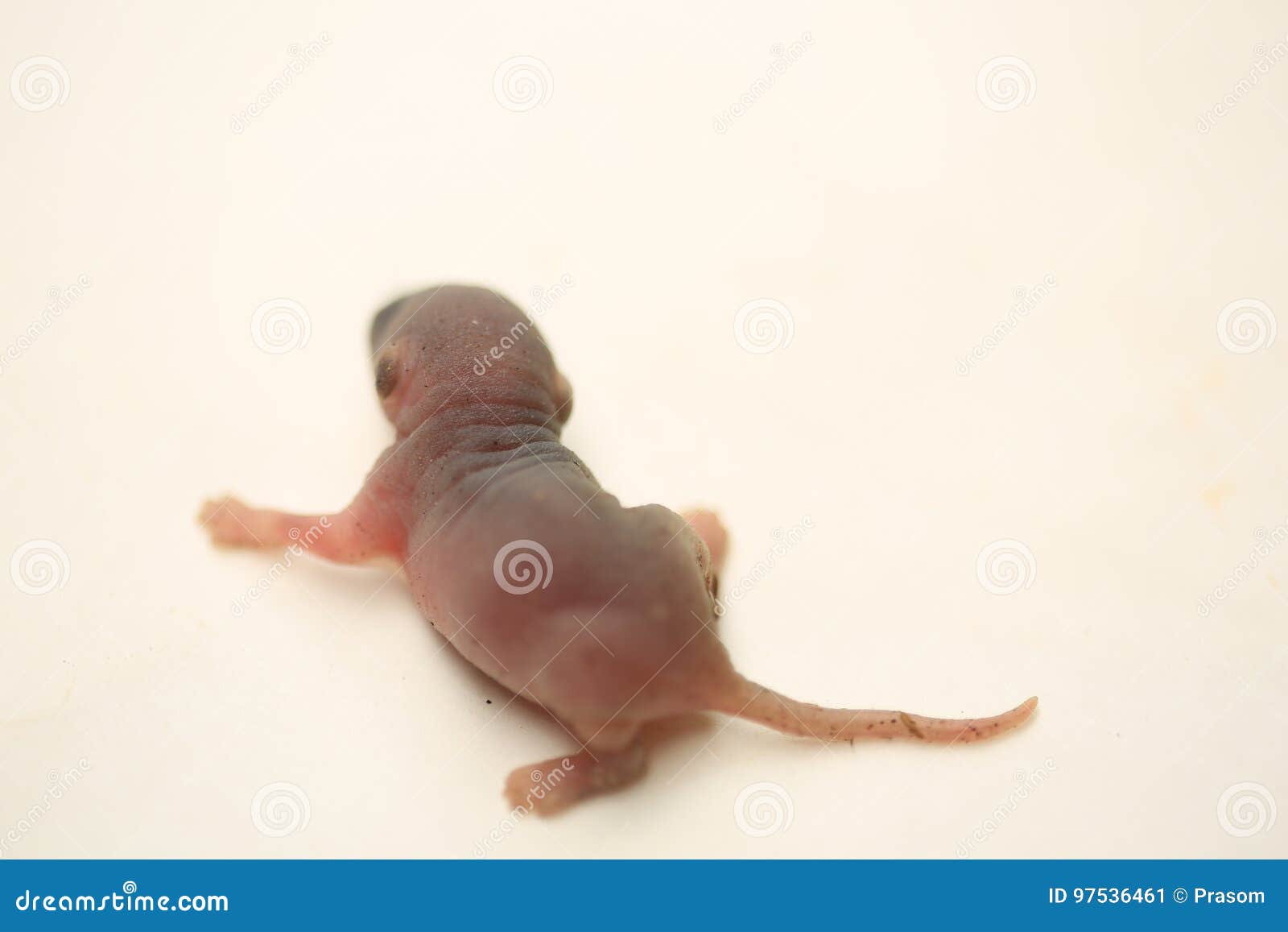 Baby rat stock image. Image of little, sleeping, fluffy - 97536461