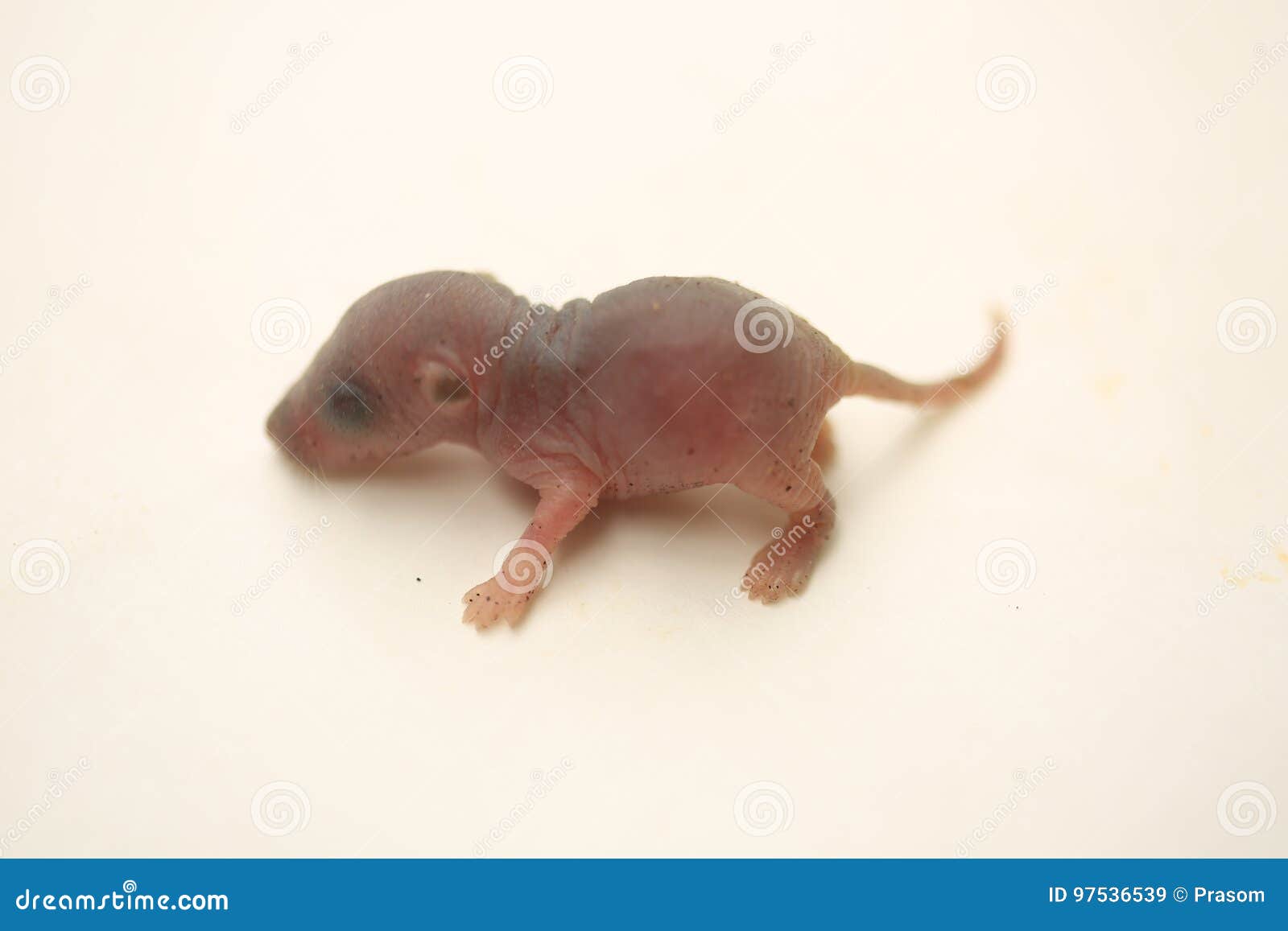 Baby rat stock image. Image of rodent, furry, hair, rodents - 97536539