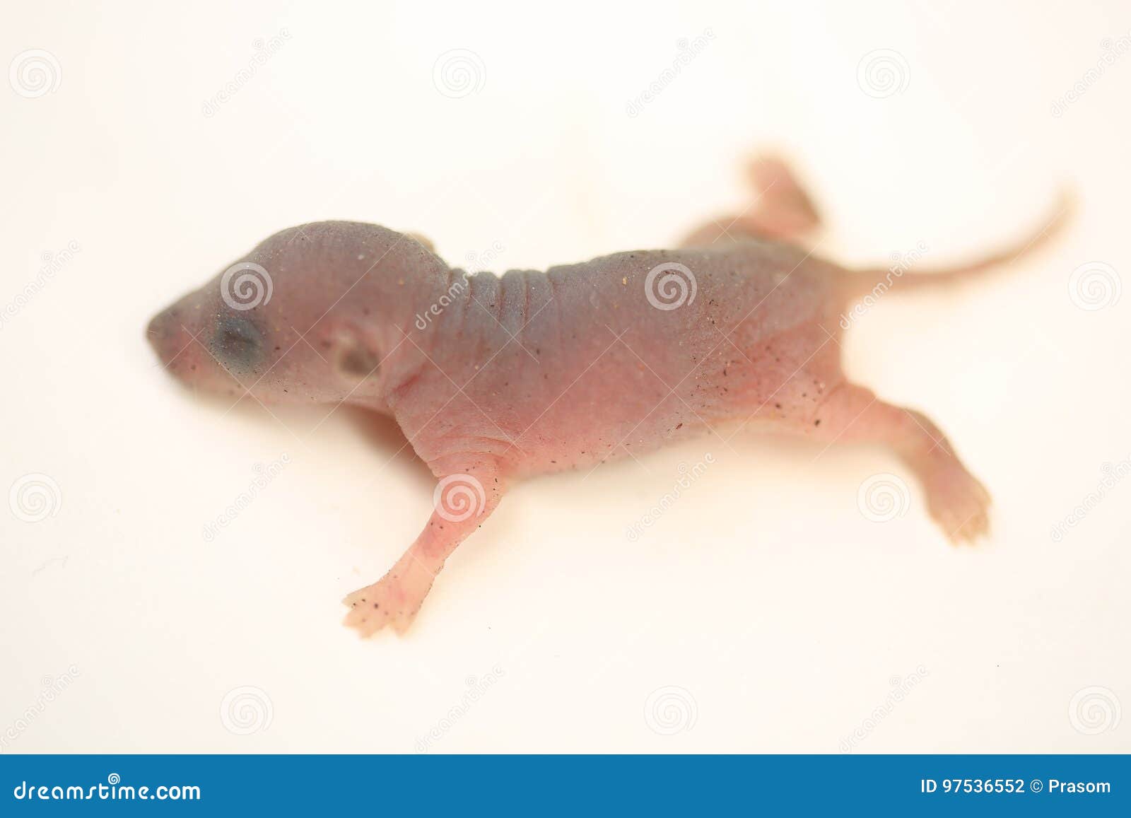 Baby rat stock photo. Image of babies, sleeping, wildlife - 97536552