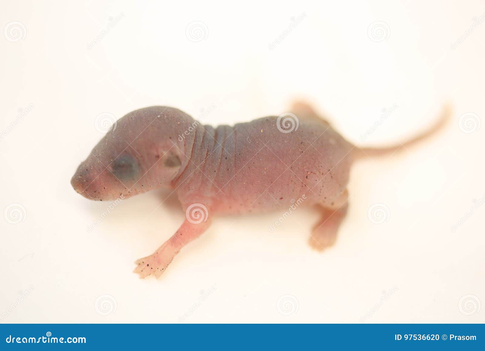 Baby rat stock photo. Image of newborn, nature, mouse - 97536620