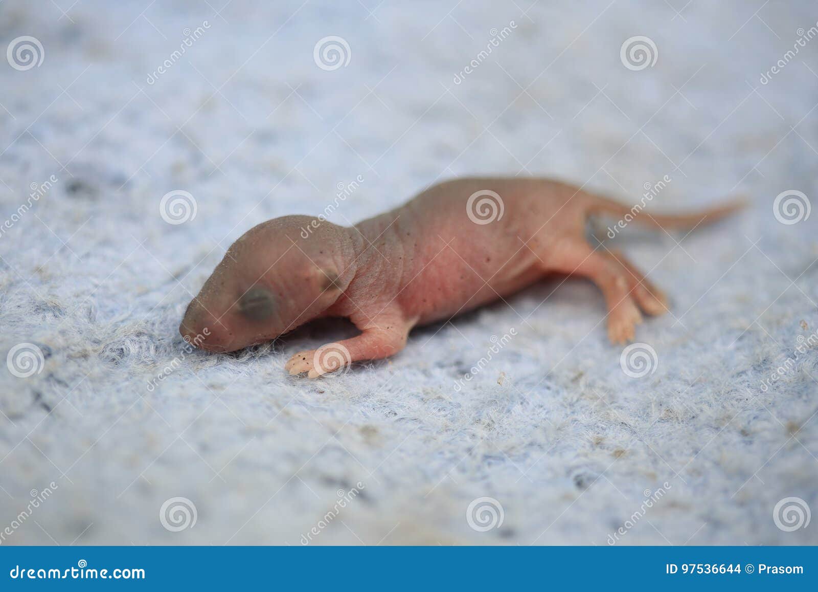 Baby rat stock photo. Image of rodents, wildlife, babies - 97536644