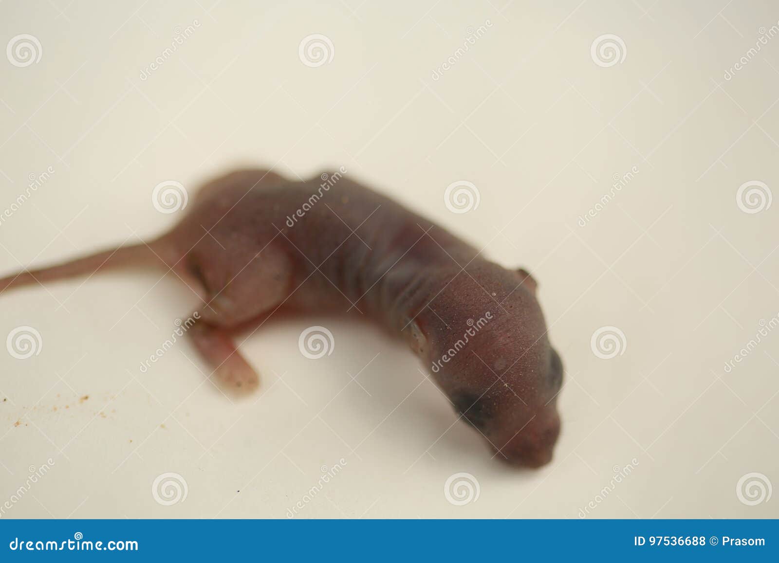 Baby rat stock photo. Image of pets, wildlife, fluffy - 97536688