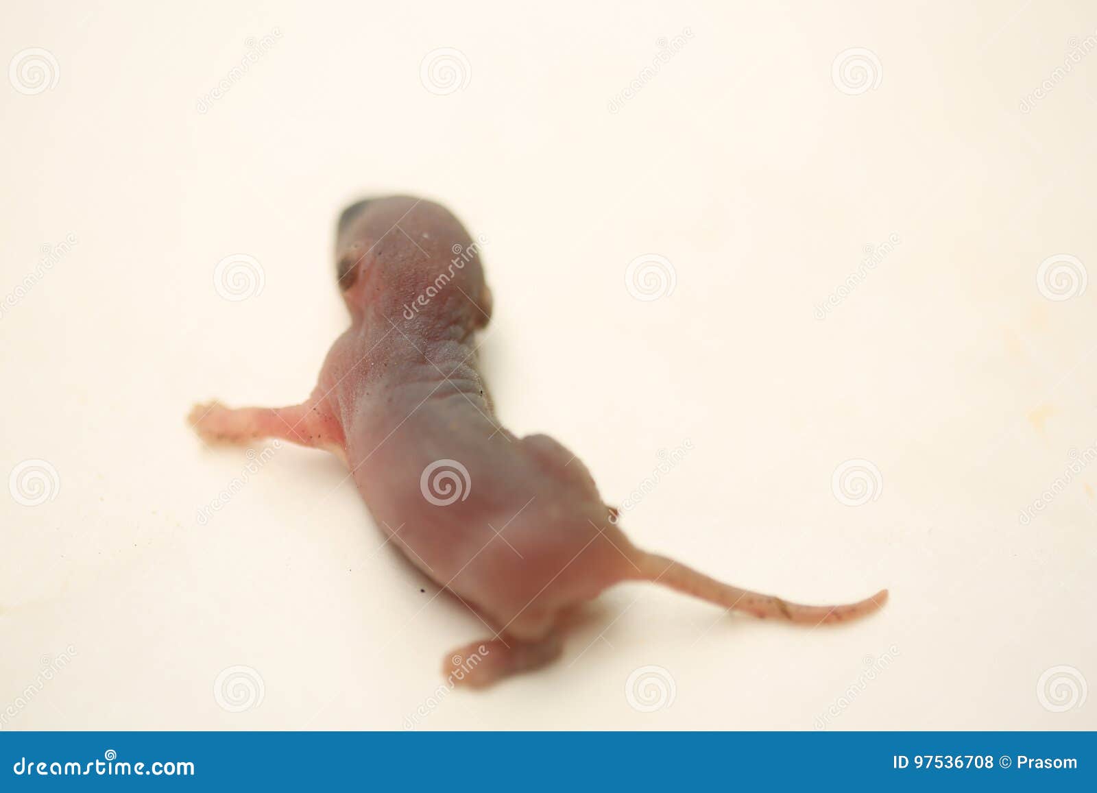 Baby rat stock photo. Image of babies, gray, animals - 97536708