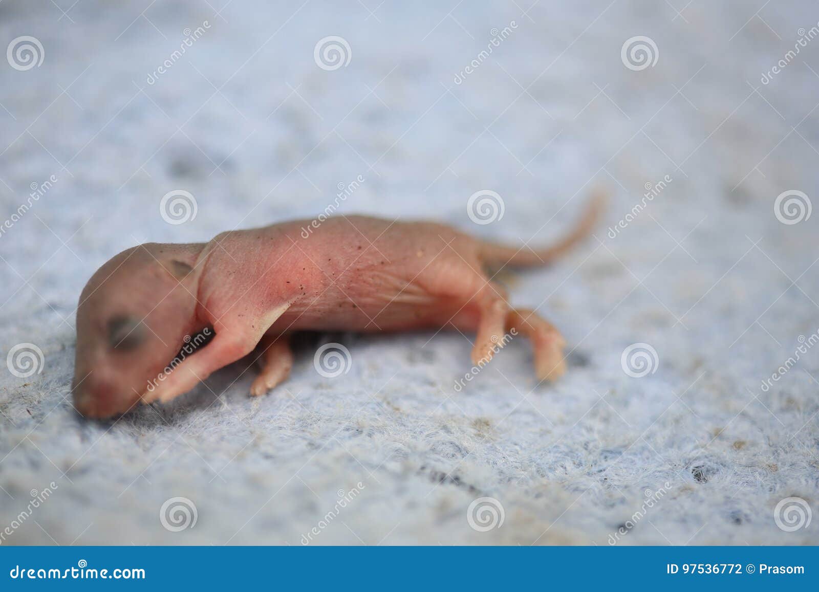 Baby rat stock photo. Image of little, mammals, wildlife - 97536772