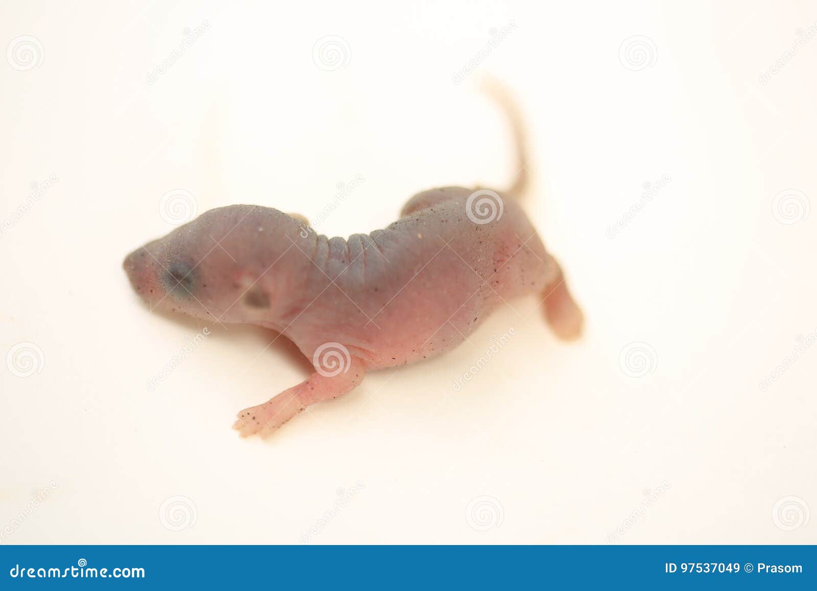 Baby rat stock image. Image of studio, rodents, cute - 97537049