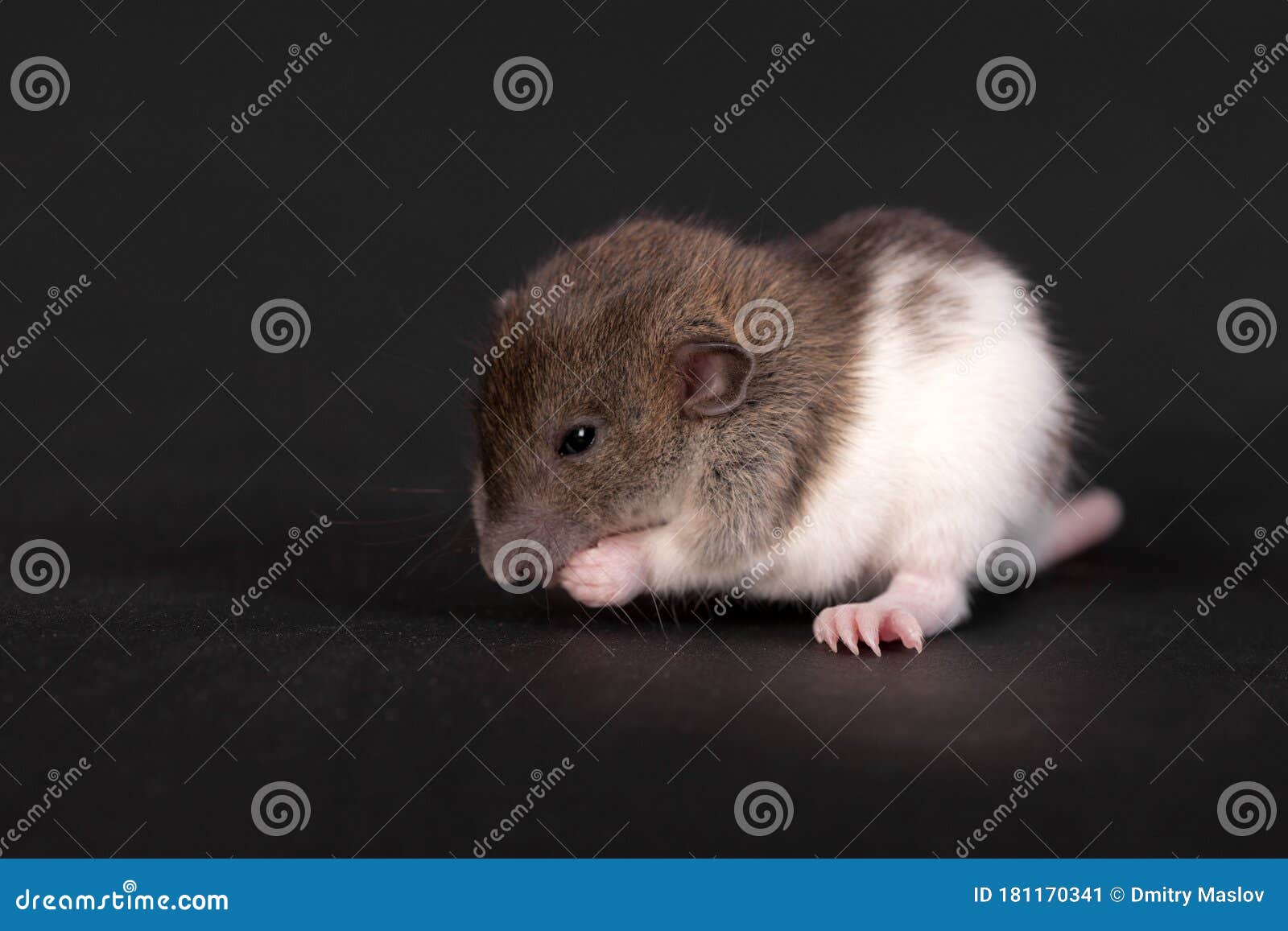 Baby rat close up stock image. Image of pets, studio - 181170341