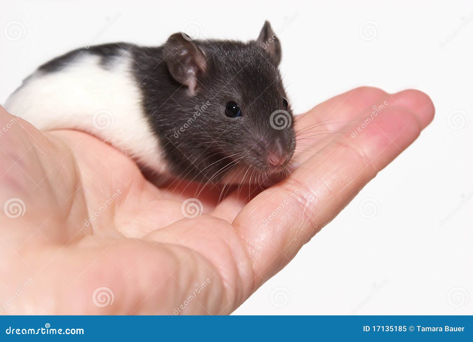 Baby rat in hand stock image. Image of small, hand, furry - 17135185