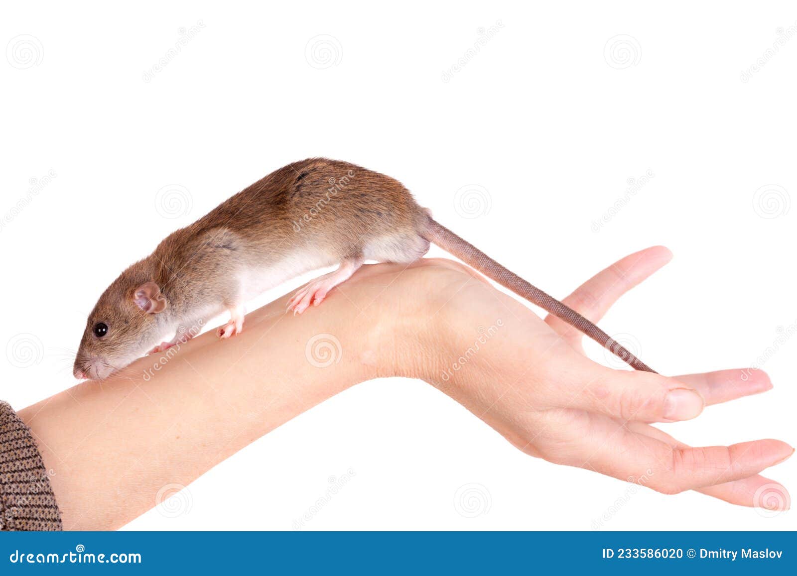 Baby rat on hand stock photo. Image of hand, human, rodent - 233586020