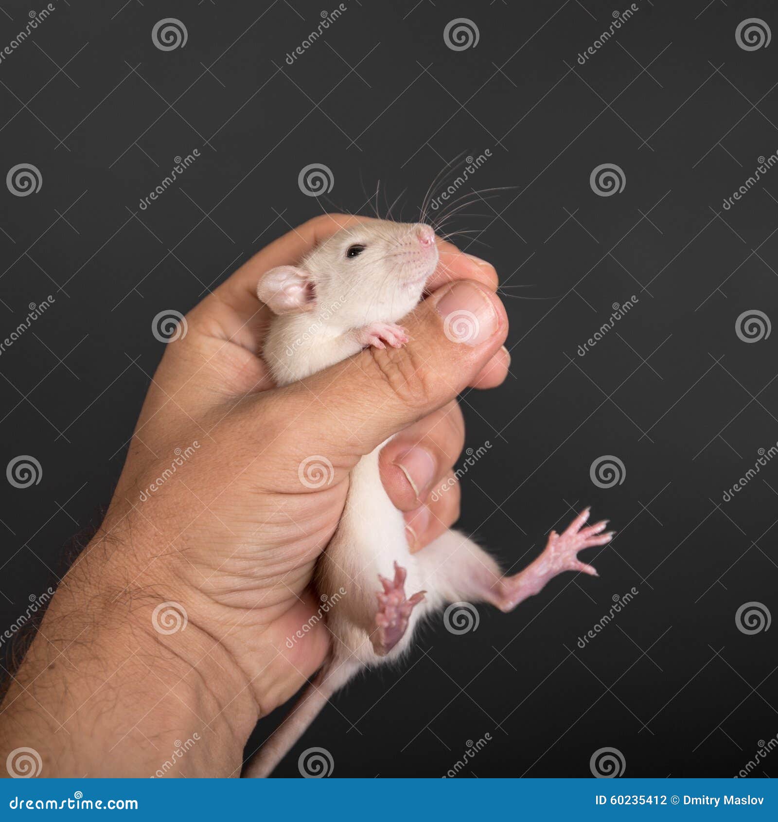 Baby rat in hand stock photo. Image of closeup, macro - 60235412