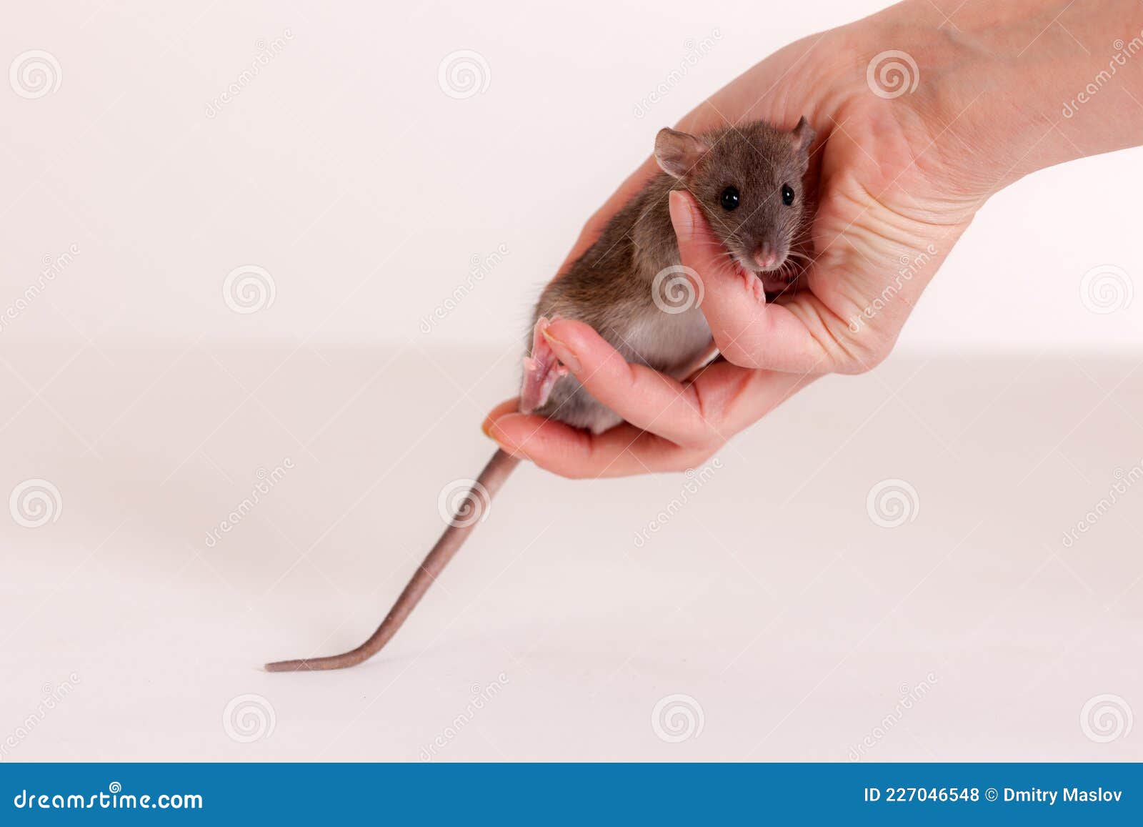 Baby rat in hand stock photo. Image of pets, baby, mammals - 227046548
