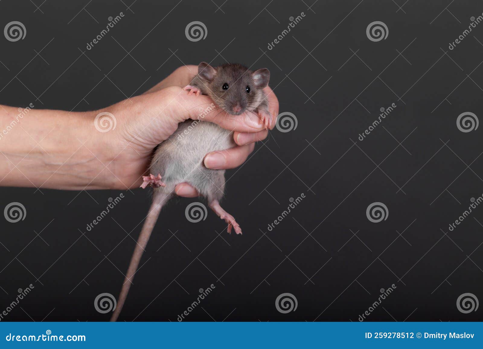 Baby rat in human hand stock photo. Image of fluffy - 259278512