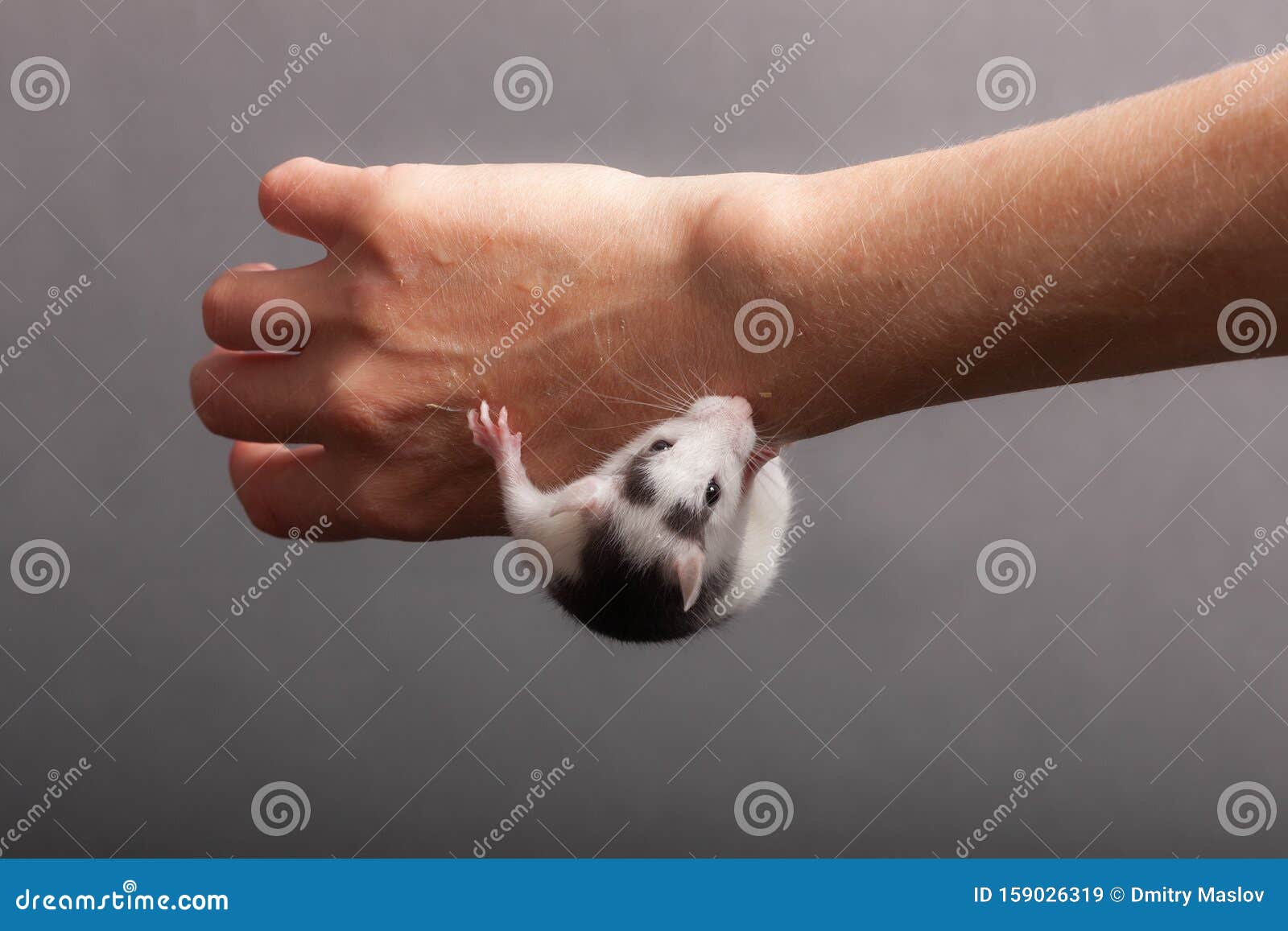Baby rat on human hand stock image. Image of young, domestic - 159026319