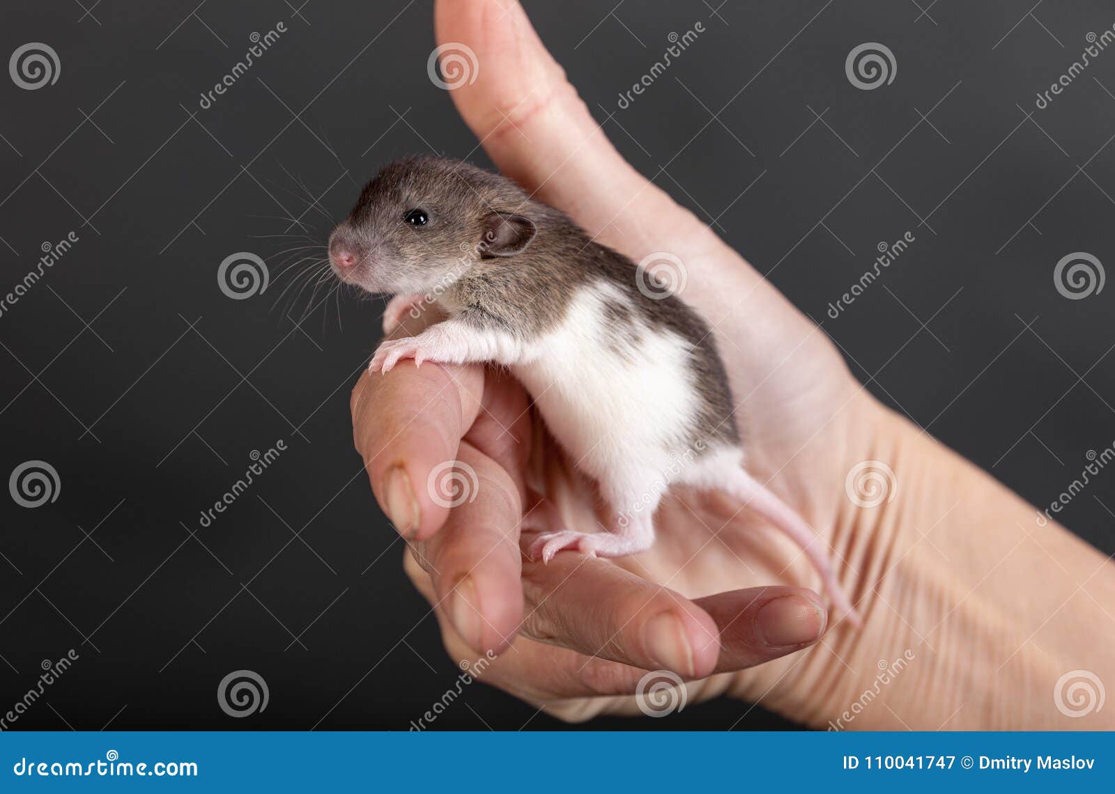 Baby rat in the palm stock image. Image of fluffy, finger - 110041747