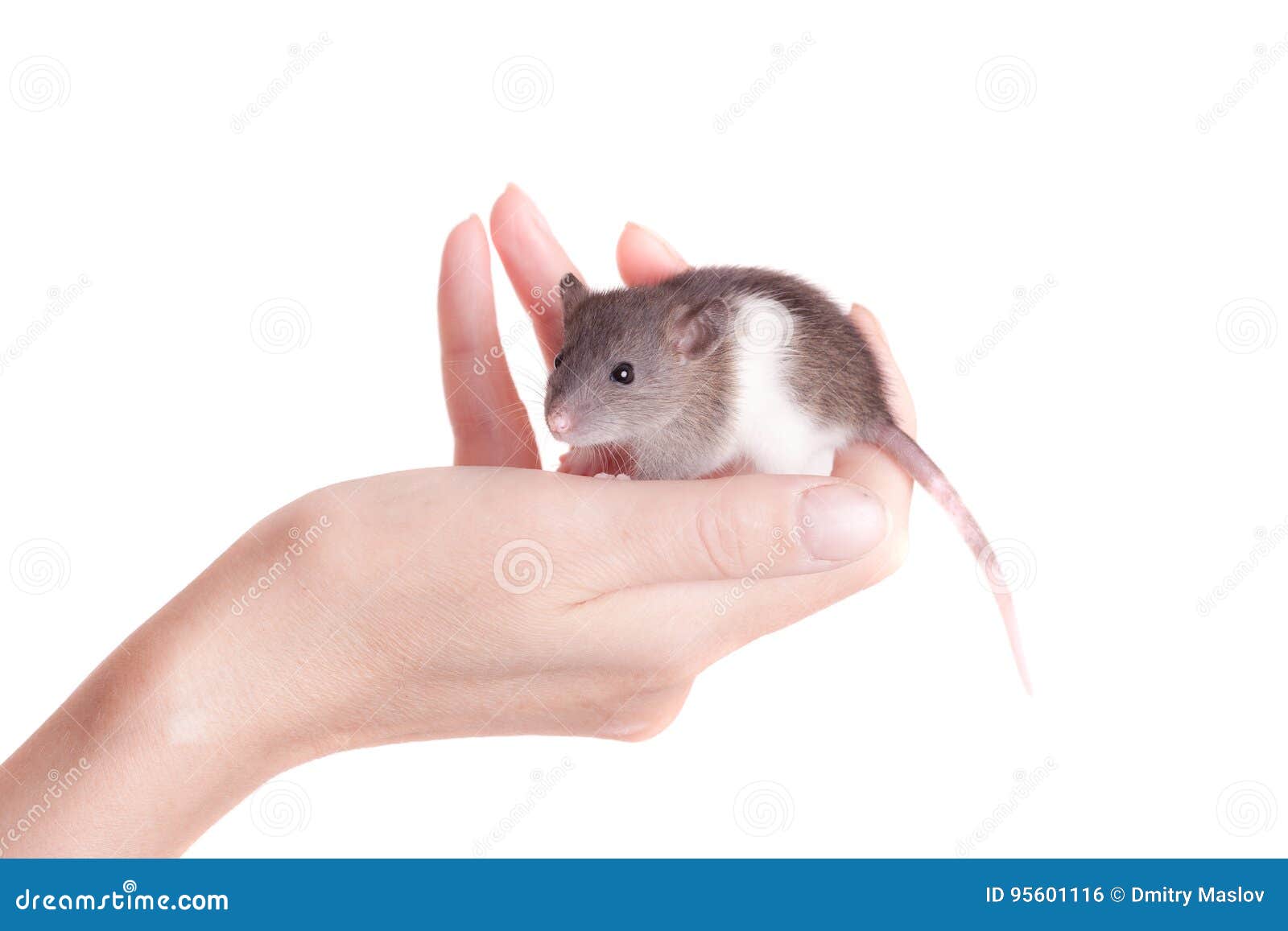 Baby rat in the palm stock photo. Image of beauty, small - 95601116
